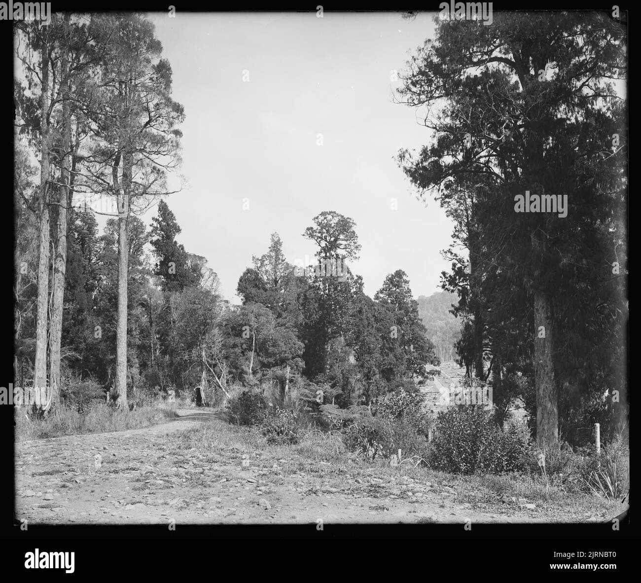 Bush scene, circa 1875, Wairarapa, by James Bragge Stock Photo - Alamy