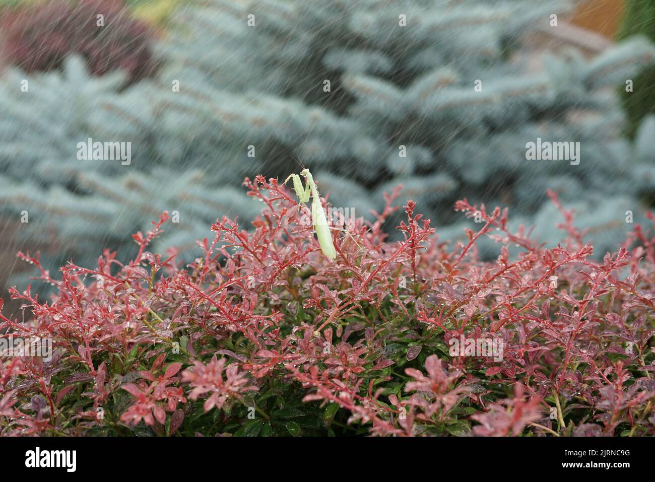 Green stick insect on a red plant during rain Stock Photo - Alamy