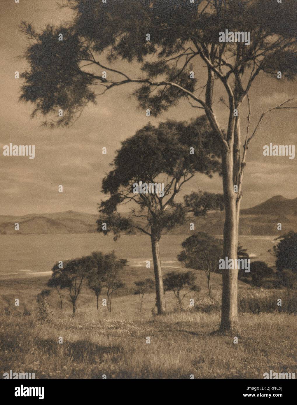 Kowhai trees, 1920s-1930s, Dunedin, by George Chance Stock Photo - Alamy