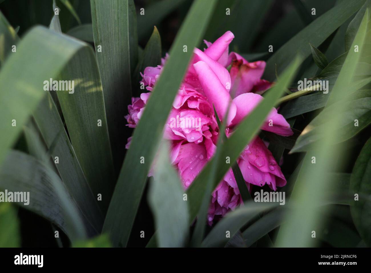 Defocus pink peony flower with water drop. Pink flowers peonies ...