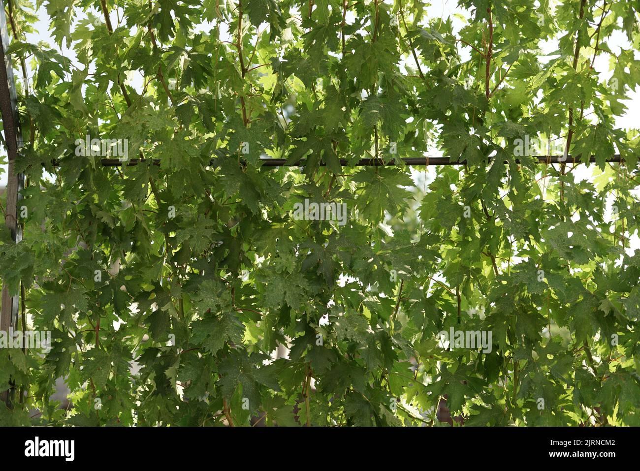 Closeup beautiful green grapevine leaf hi-res stock photography and ...