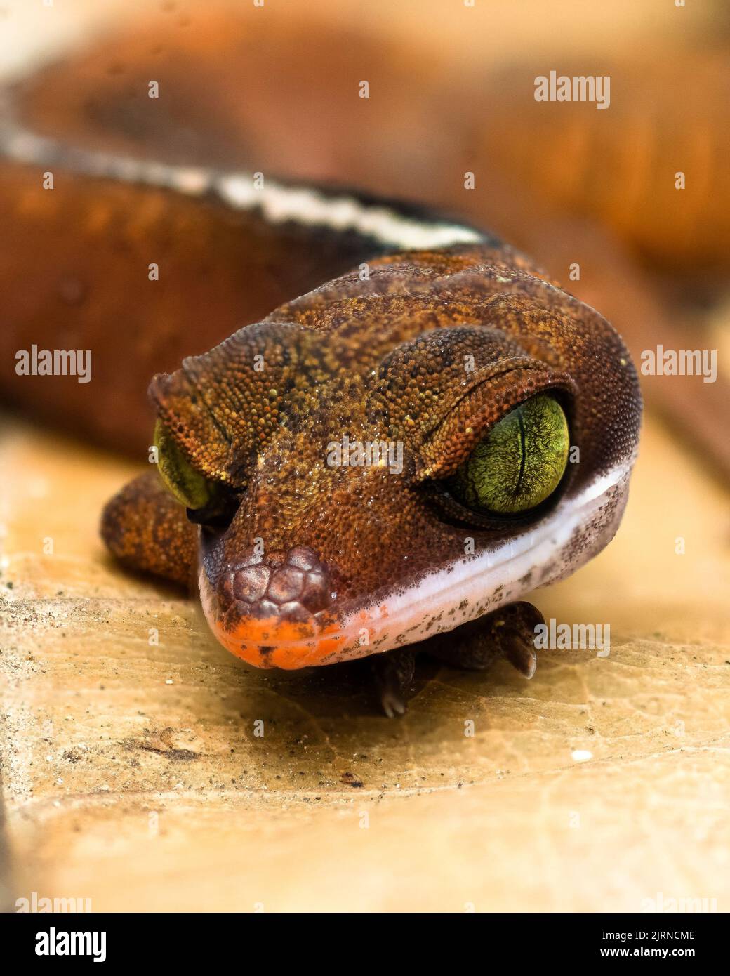 Cat gecko hi-res stock photography and images - Alamy