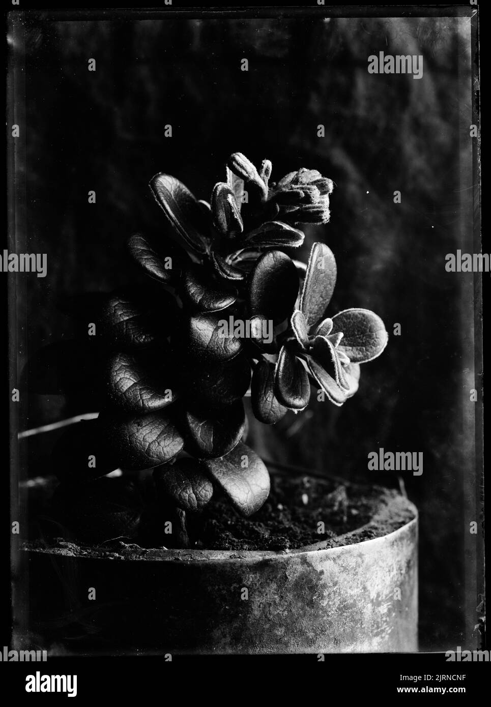 Senecio Black and White Stock Photos & Images - Alamy