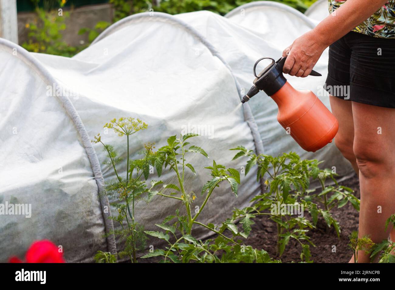 Defocus tomato spraying. Spraying of tomato bushes. Protecting tomato ...