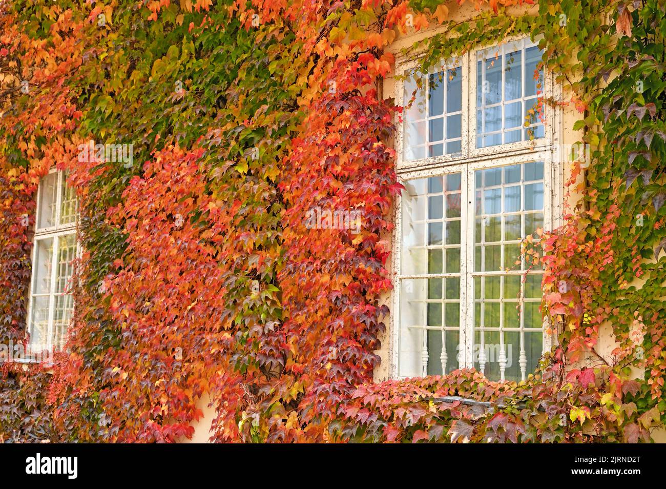 Creeper around windows hi-res stock photography and images - Alamy