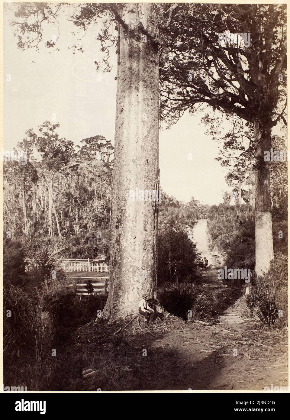 Untitled [Man sitting under a tree], circa 1880, Dunedin, by Burton ...