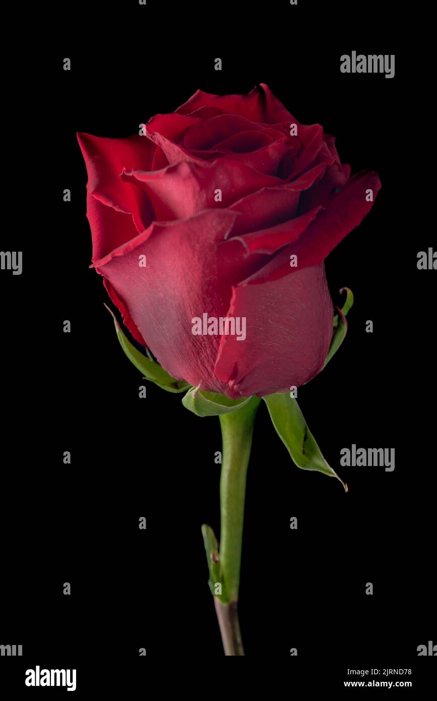 Red rose bloom with side light and dark black background Stock Photo ...