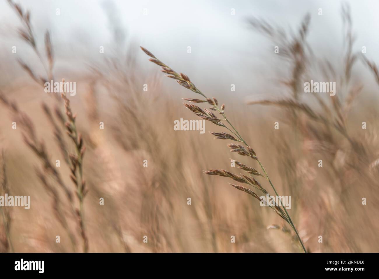 A selective of dry weeds in a field Stock Photo - Alamy