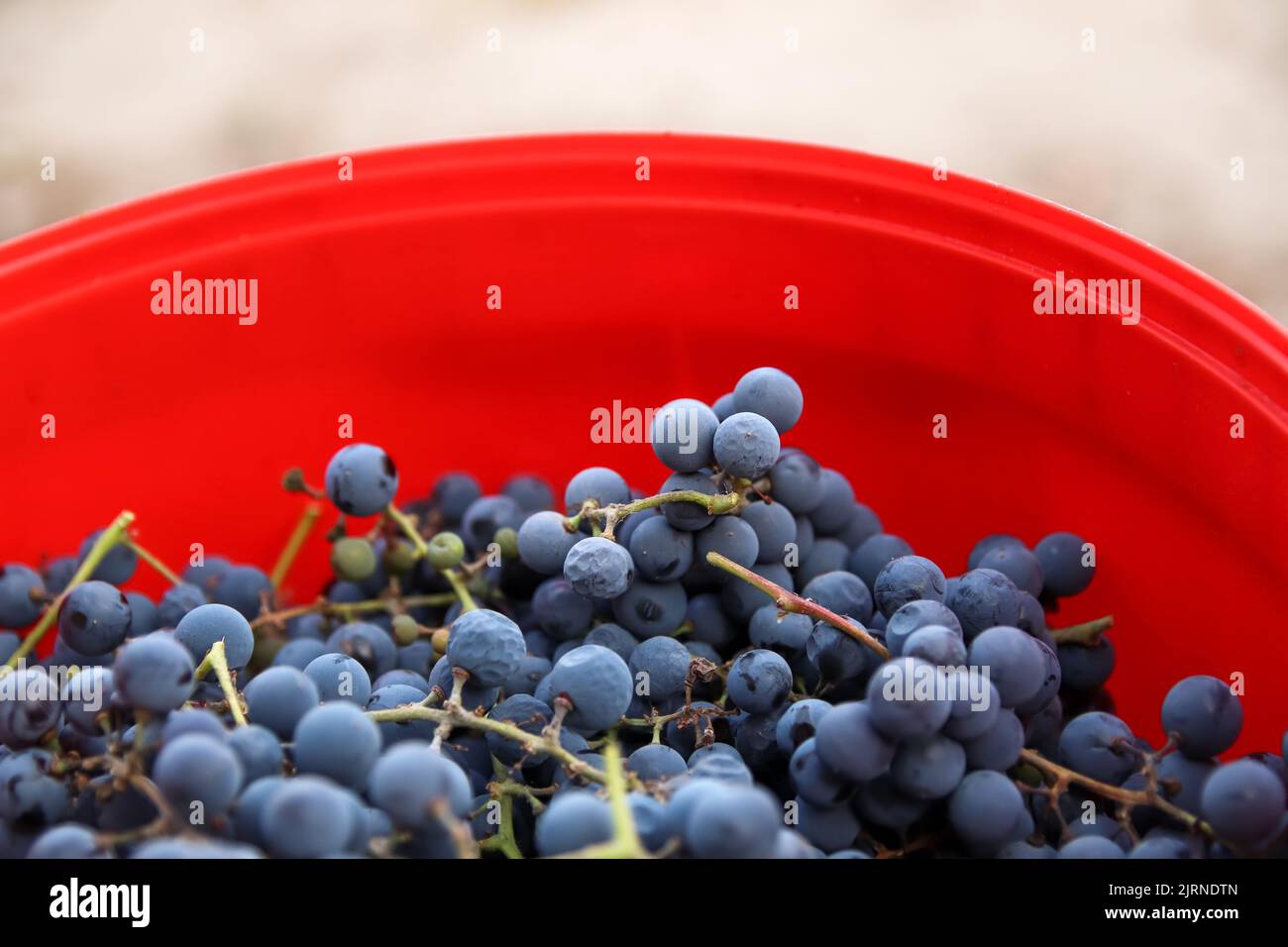 Defocus blue grape on red background. Red wine grapes background retro ...