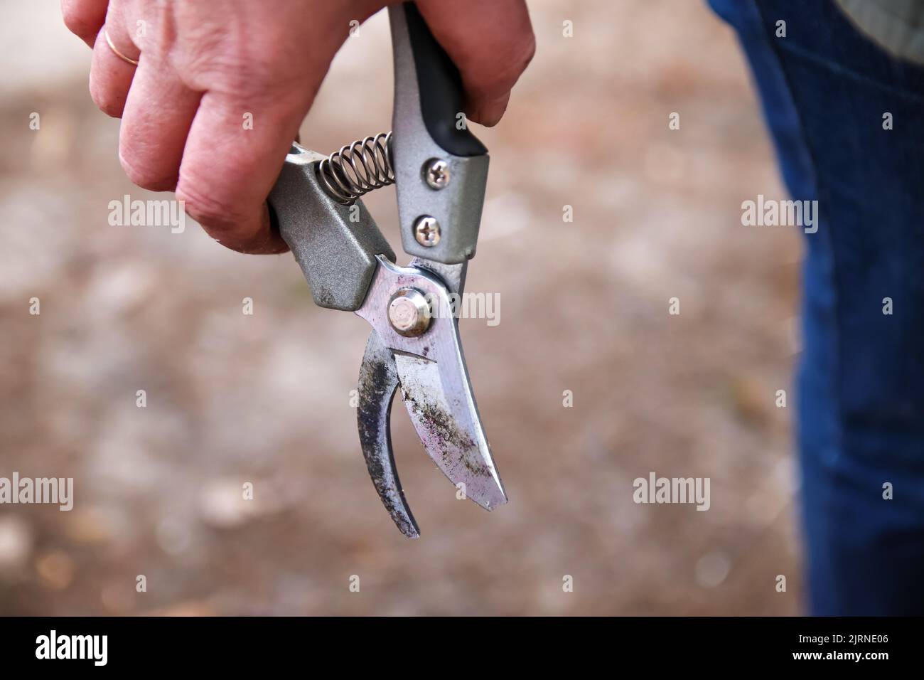 Defocus gardening scissors. Female hand holding gardening scissors ...