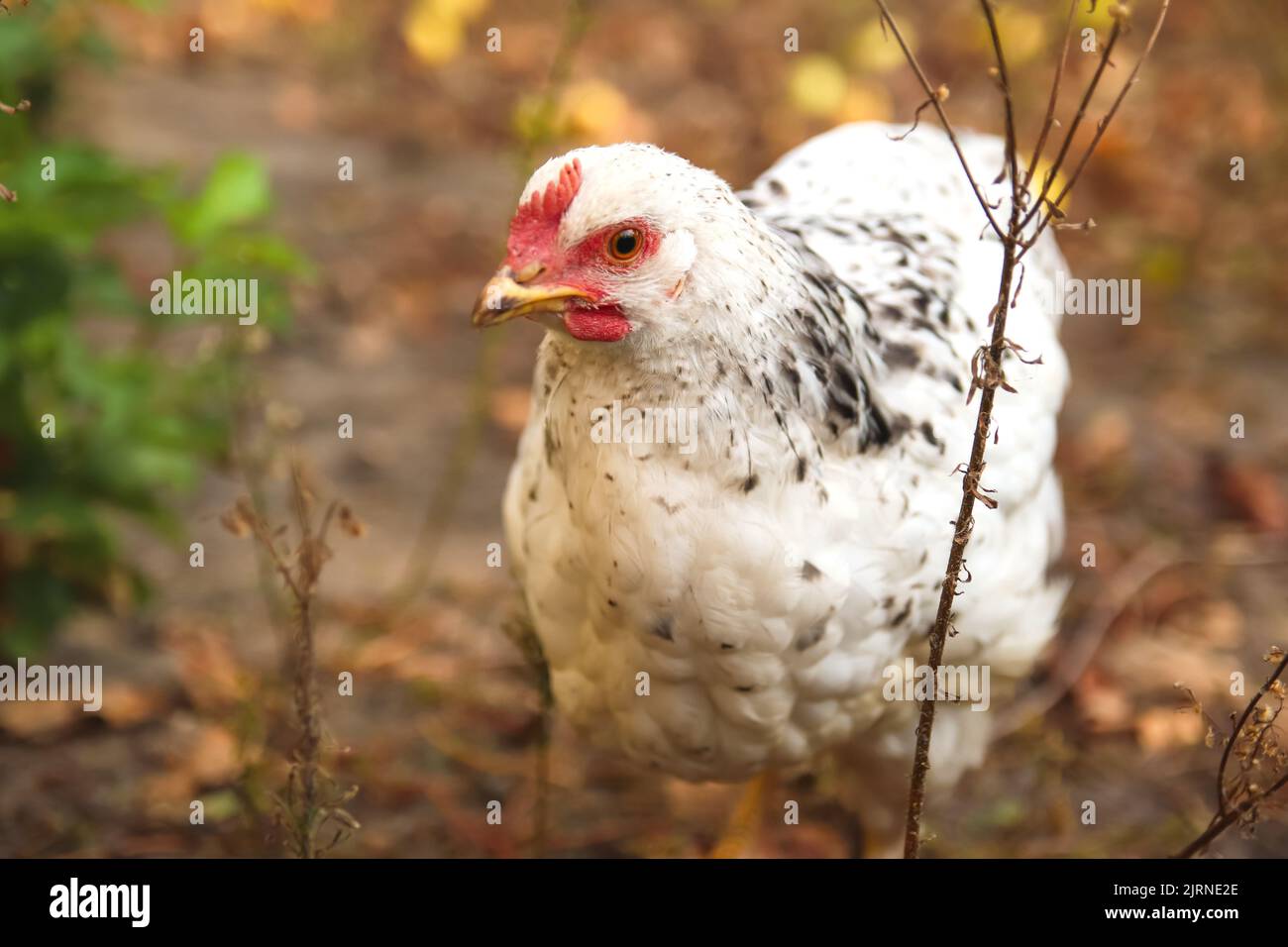 Defocus one little chicken on a brown blurred nature background. White ...