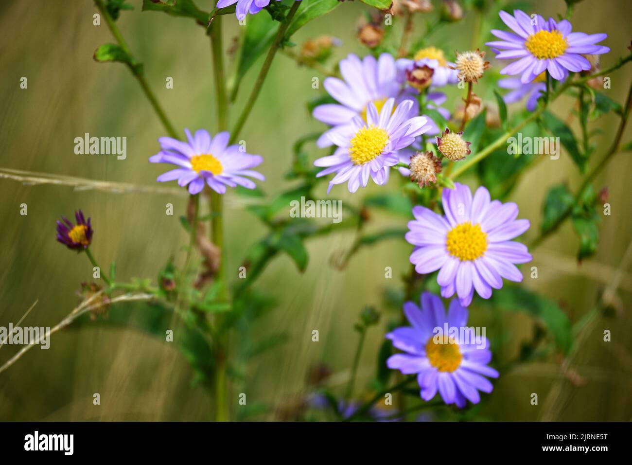 A closeup of Kalimeris indica flowers Stock Photo - Alamy