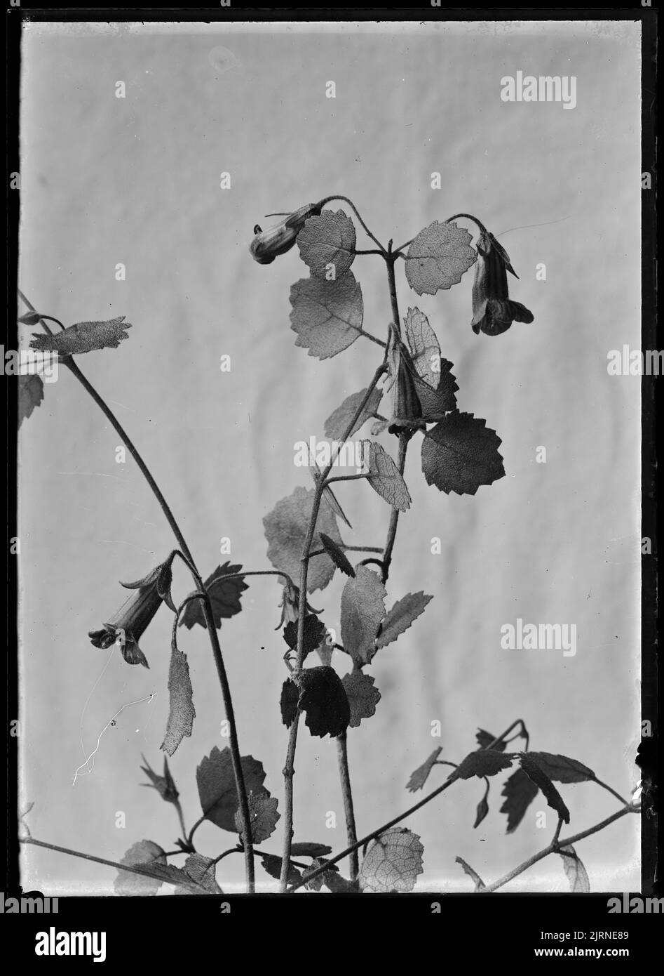 Rhabdothamnus Black and White Stock Photos & Images - Alamy