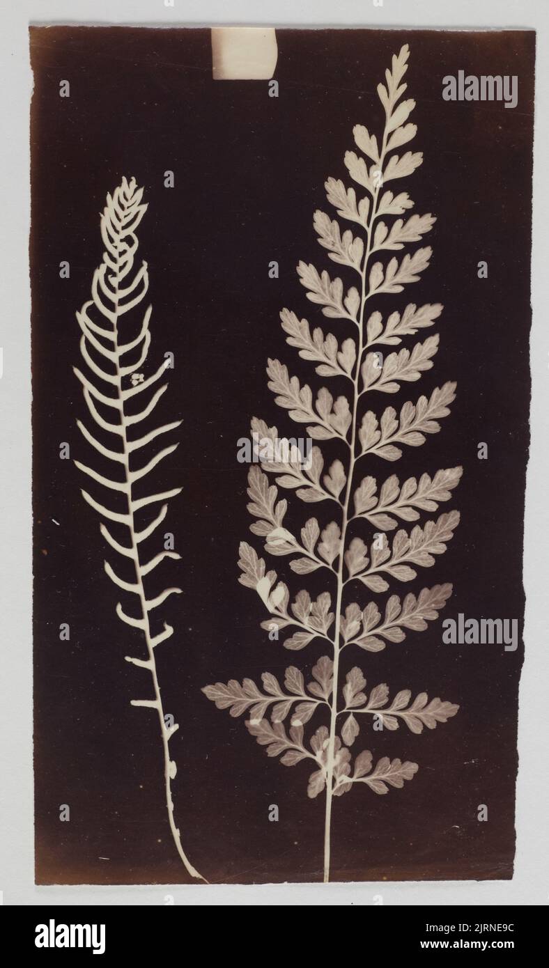 Fern photogram hi-res stock photography and images - Alamy