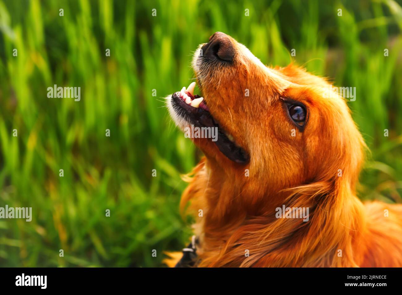 Defocus orange dog. Portrait closeup spaniel. Happy red cocker spaniel ...