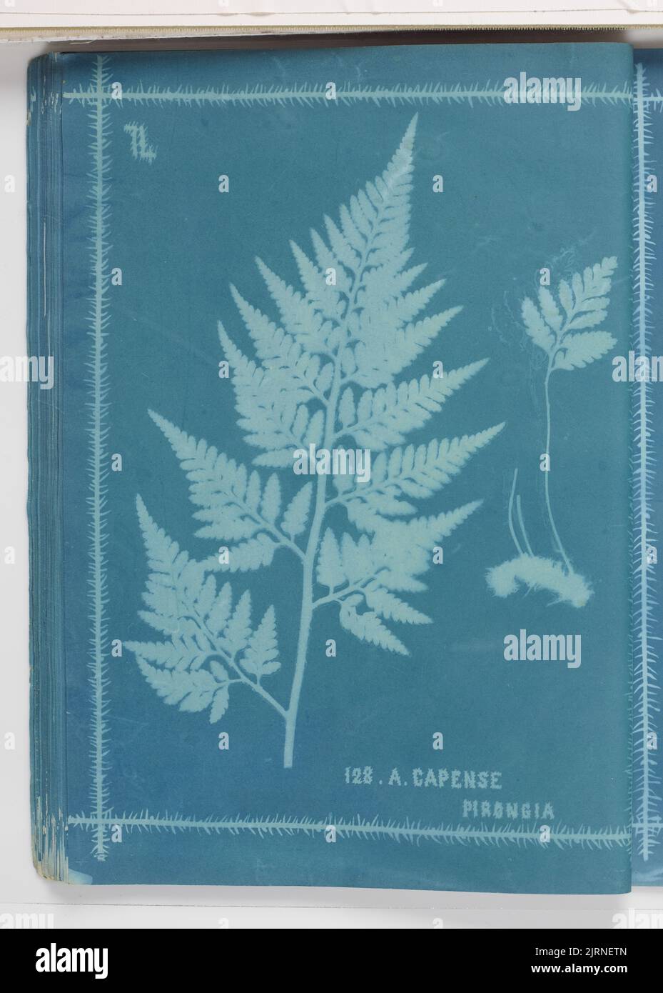 New zealand ferns 172 varieties ferns hi-res stock photography and ...