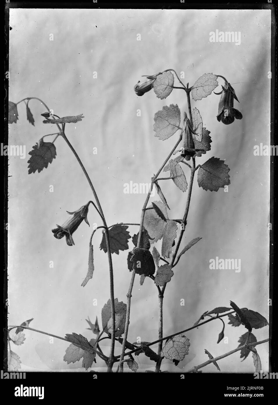 Rhabdothamnus solandri or Taurepo, circa 1910, by Fred Brockett Stock ...