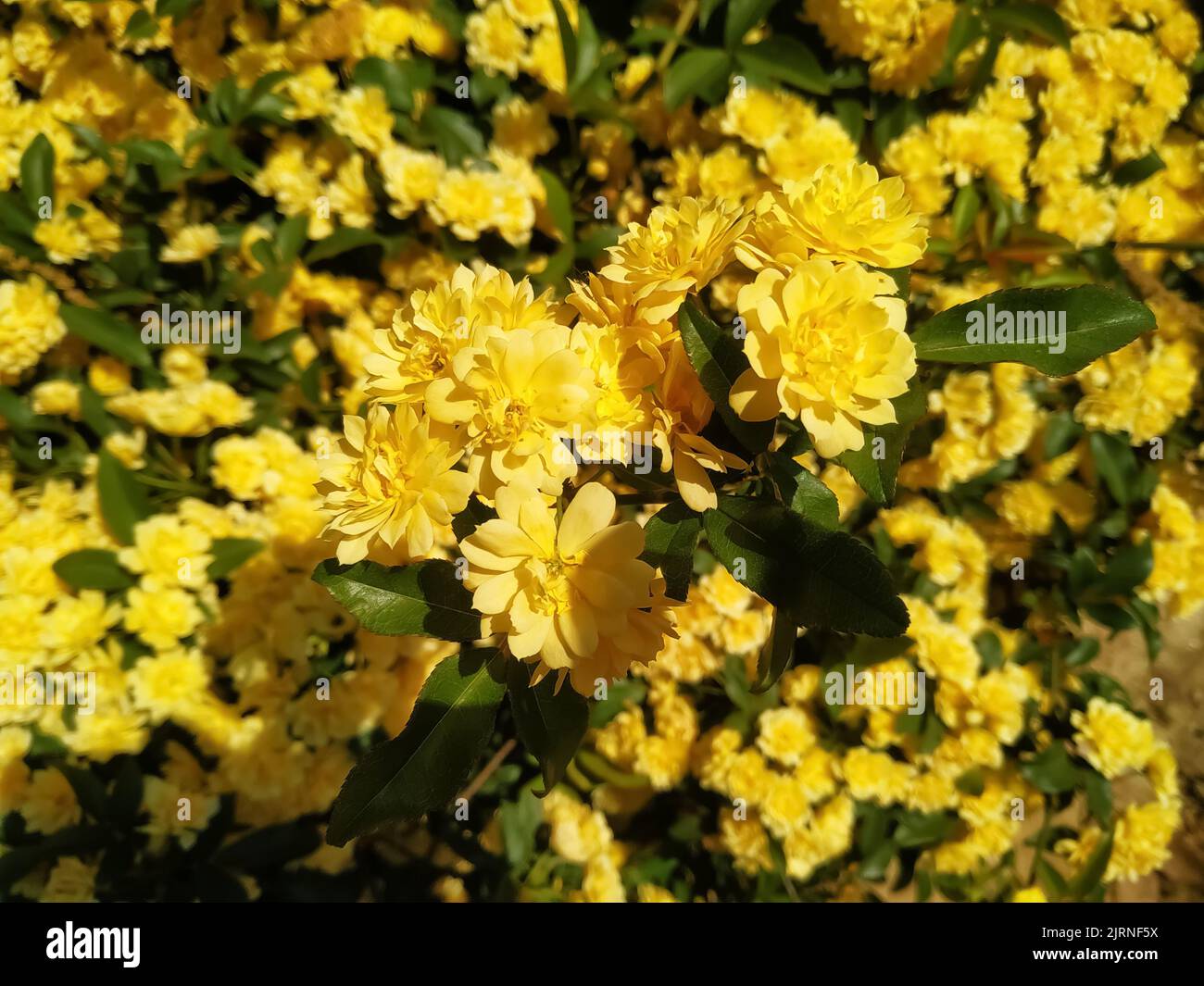 A closeup shot of beautiful yellow Banks' roses blooming in a garden ...