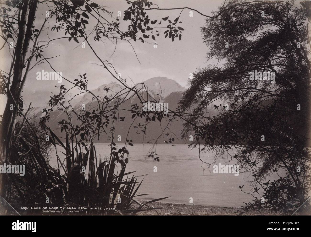 Head of Lake Te Anau from Nurse Creek, circa 1889, Dunedin, by Burton ...