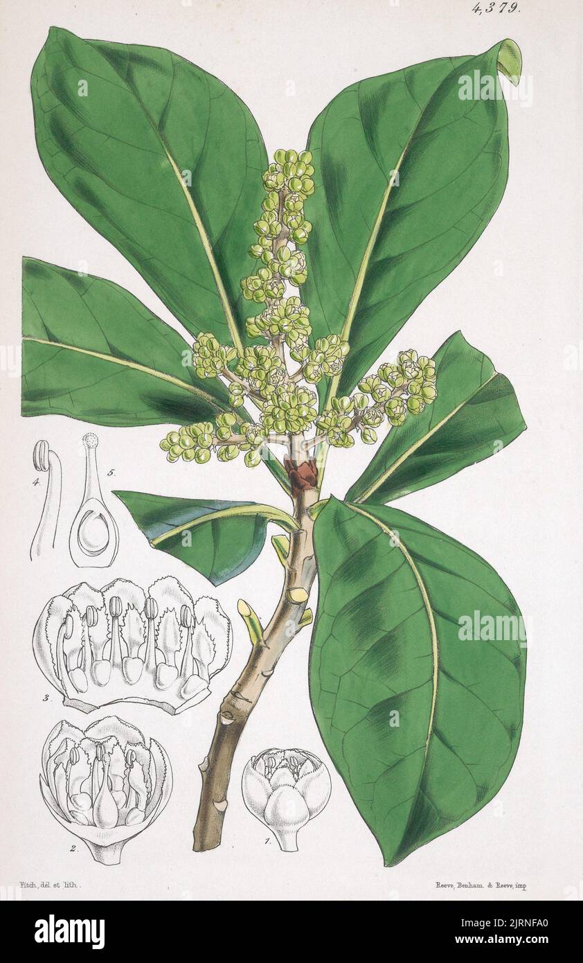 Corynocarpus laevigata hi-res stock photography and images - Alamy