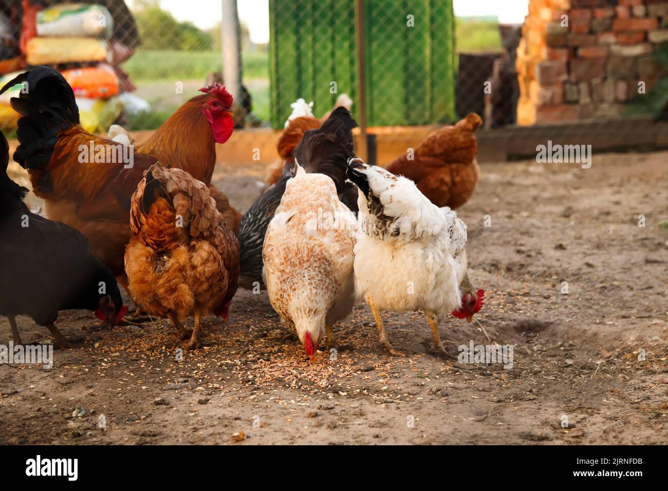 Defocus chickens eating grain. Hens have food in the farm. Free-grazing ...