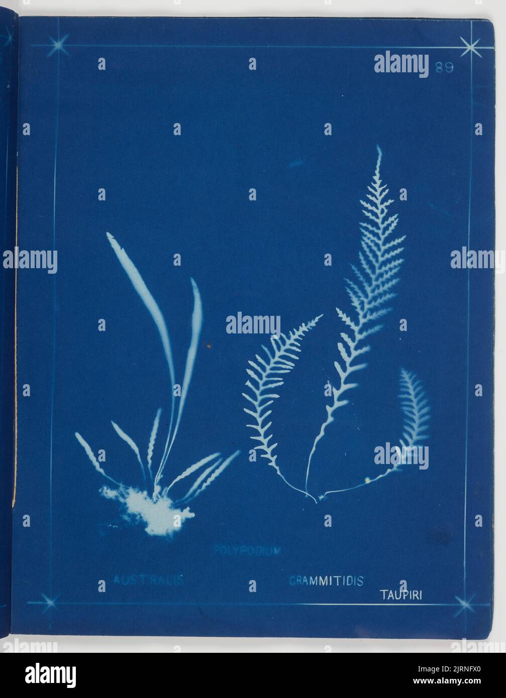 Polypodium. From the album: New Zealand ferns. 148 varieties, 1880 ...