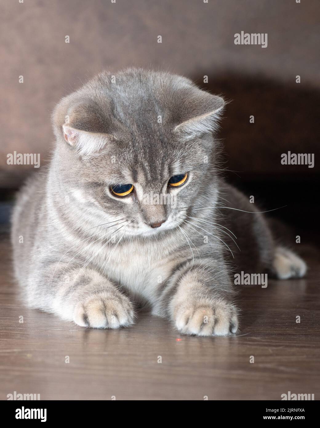 Dark gray cat hi-res stock photography and images - Alamy