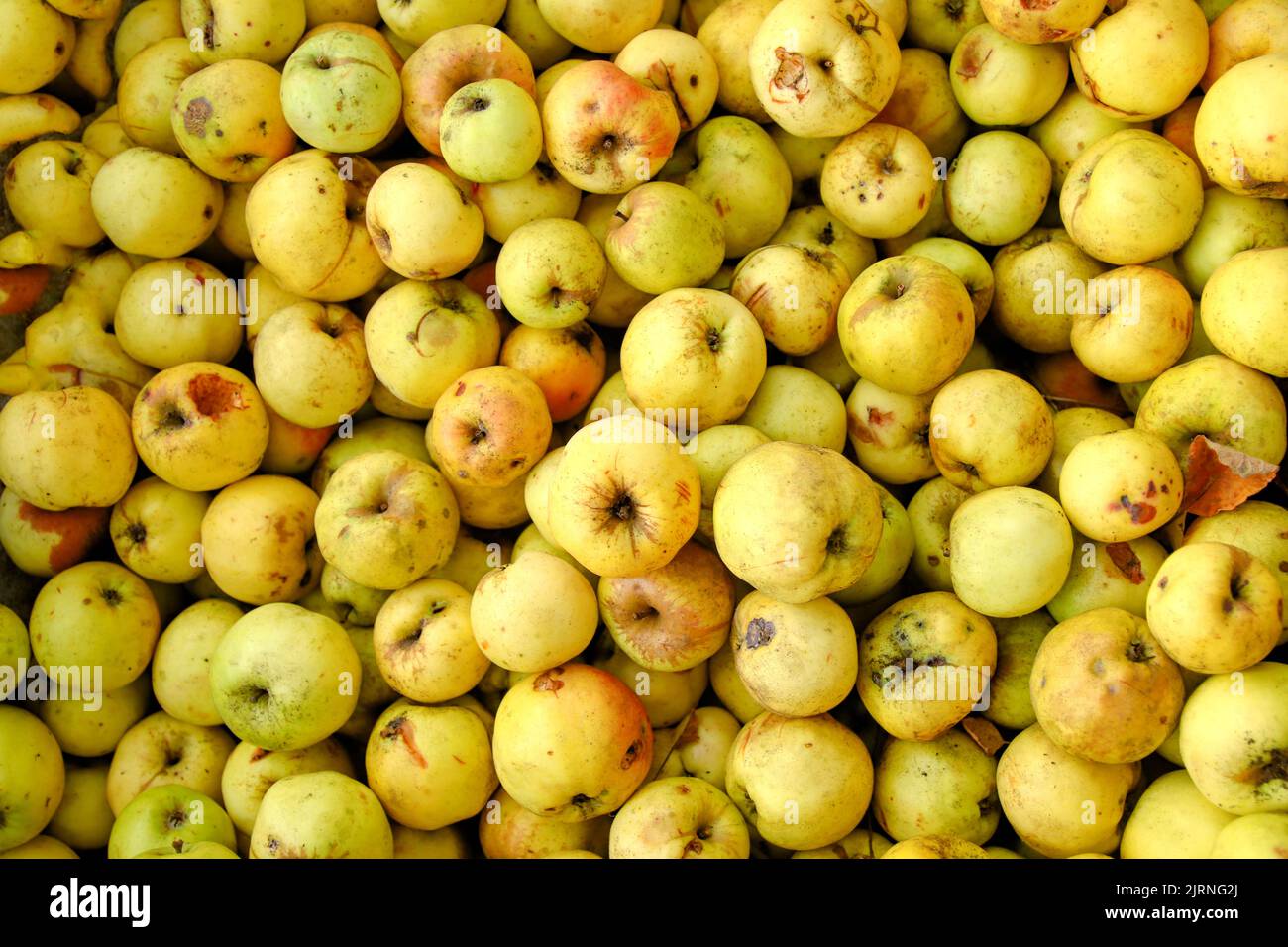 Defocus many yellow fruits background. Green apple texture, lots of ...