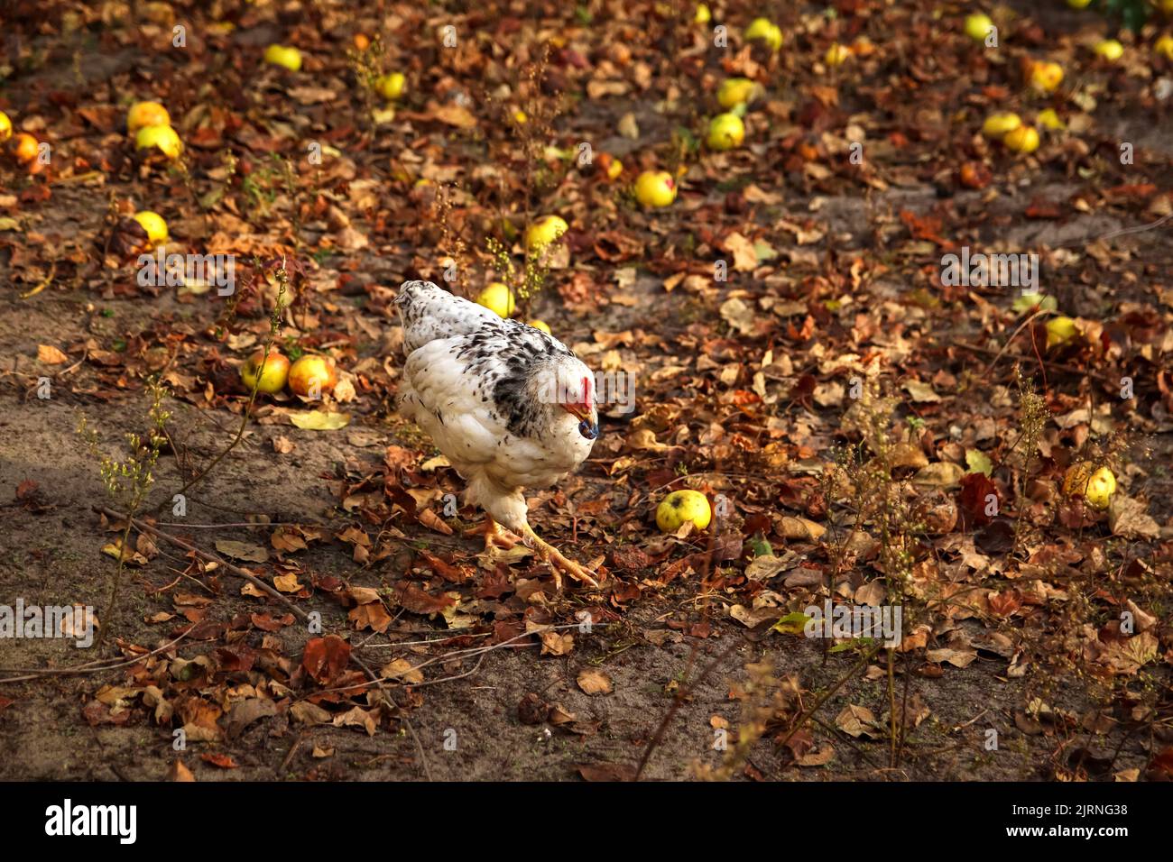 Defocus one little chicken on a brown blurred nature background. White ...