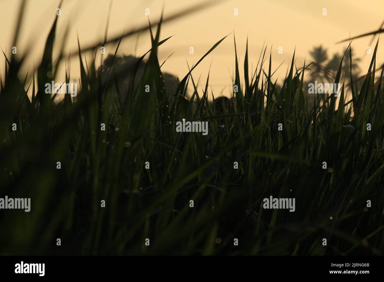 Golden grass sunlight field hi-res stock photography and images - Alamy