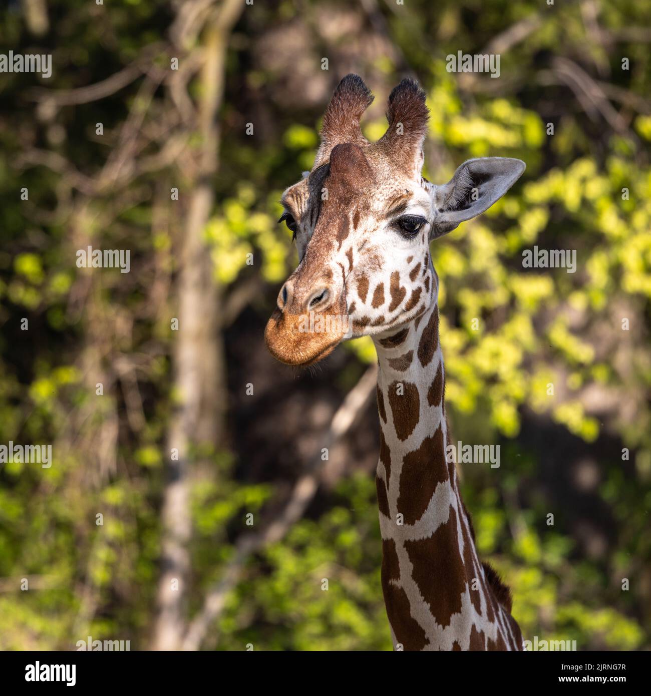 The giraffe, Giraffa camelopardalis is an African even-toed ungulate ...