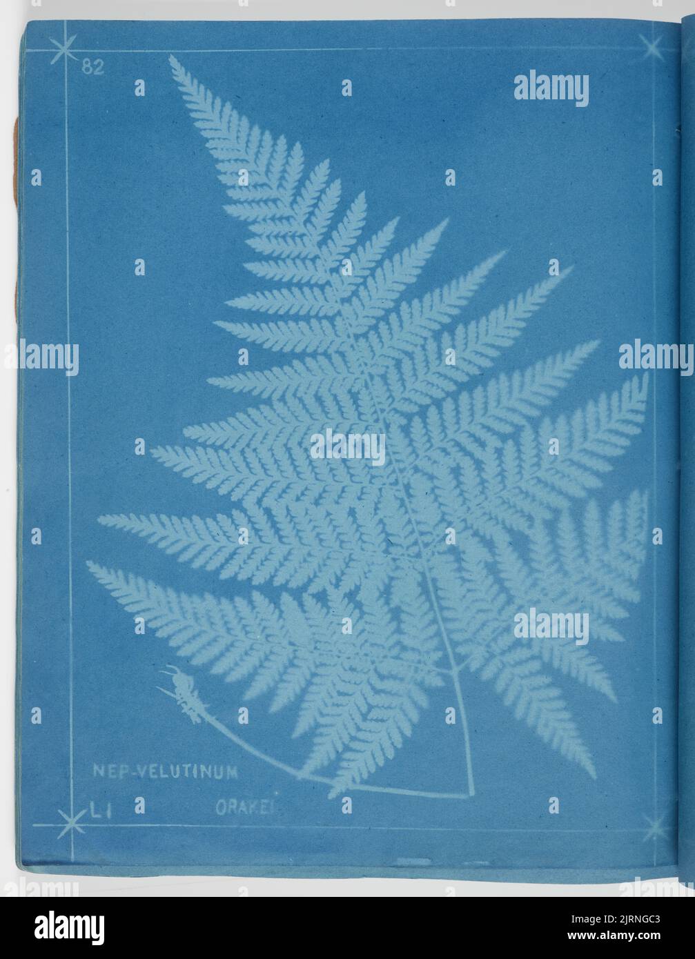 Nephrodium velutinum, Orakei. From the album: New Zealand ferns. 167 ...
