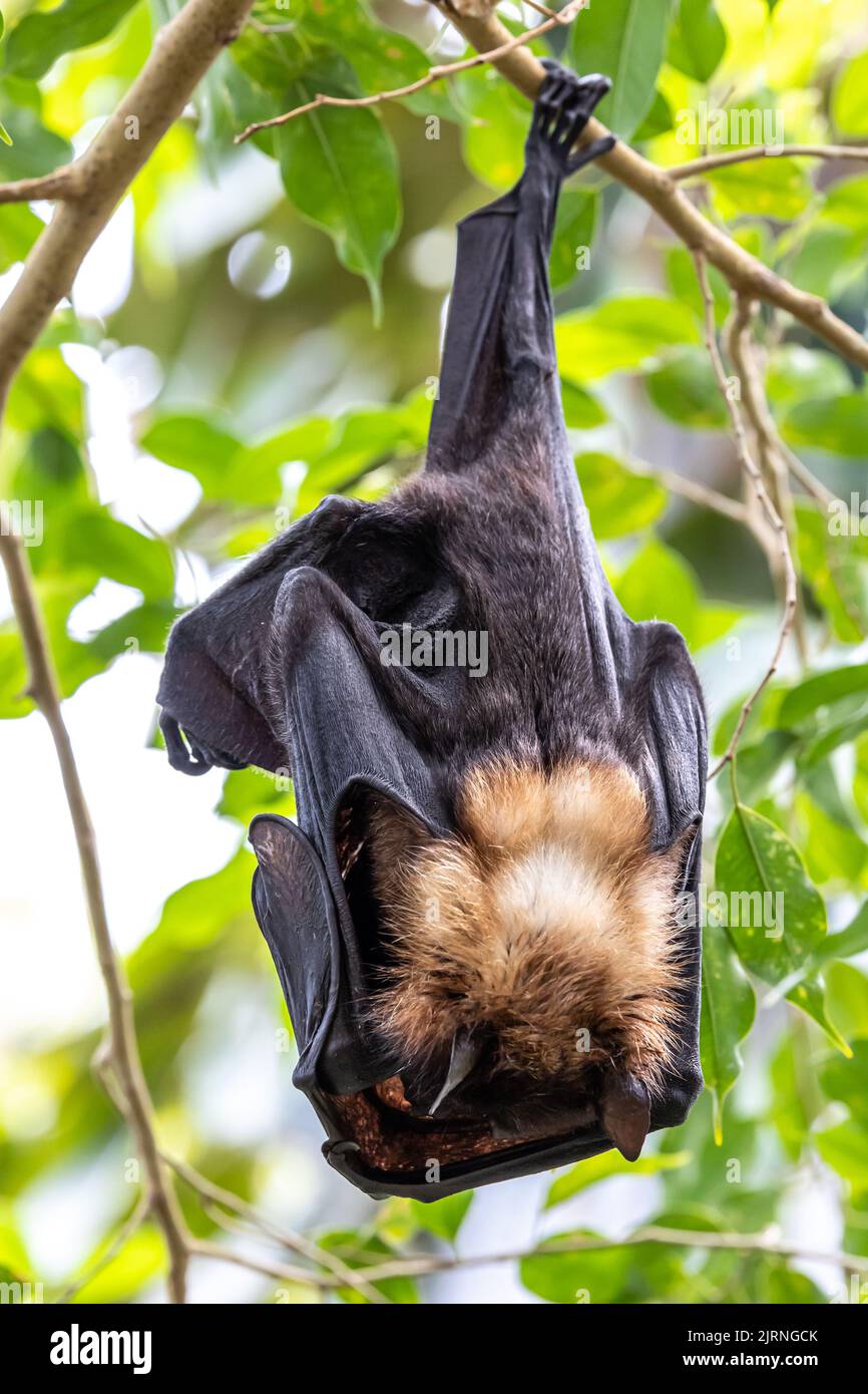Straw-coloured Fruit Bat - Eidolon helvum, beautiful small mammal from ...