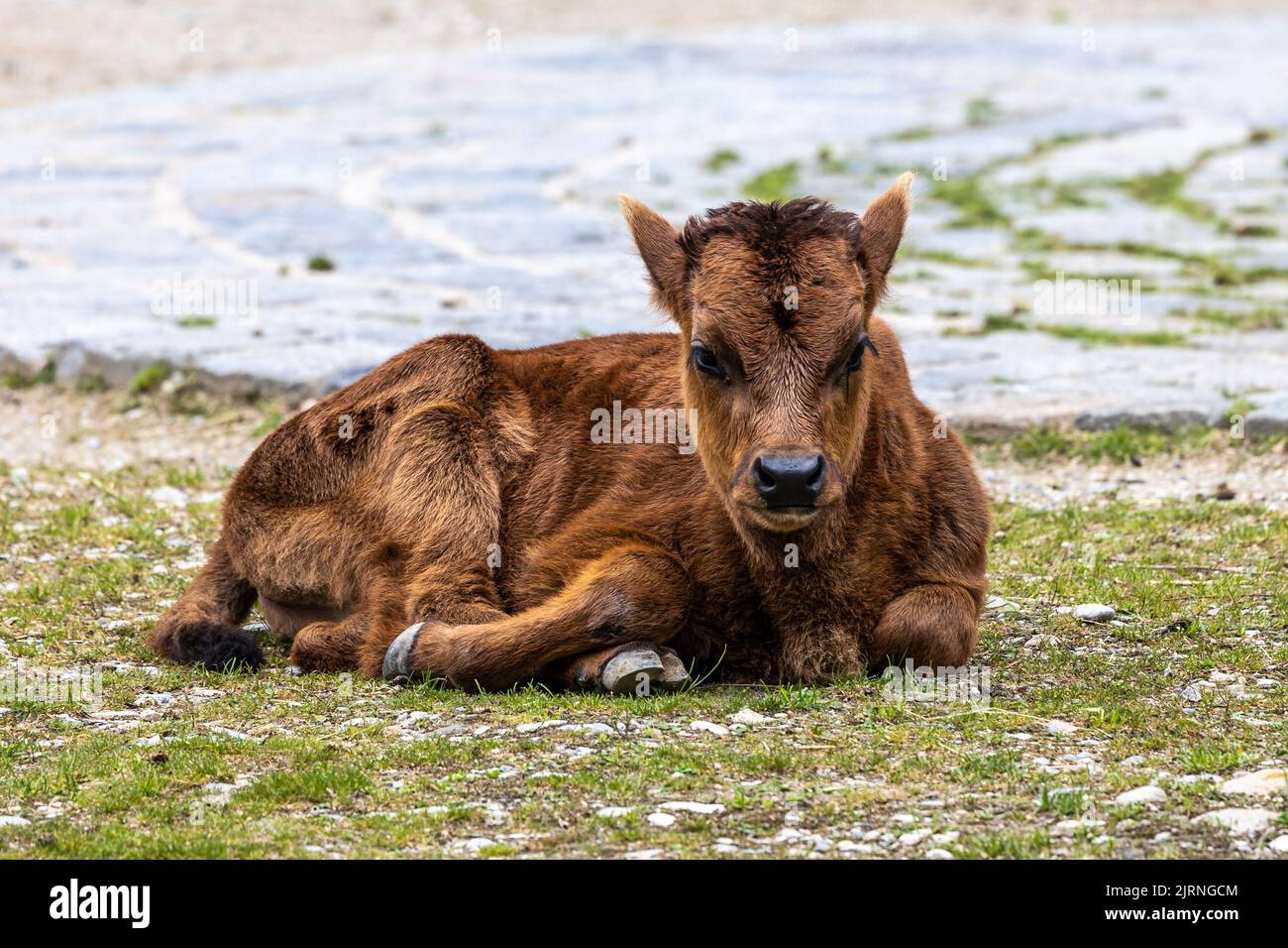 Young baby Heck cattle, Bos primigenius taurus, claimed to resemble the ...