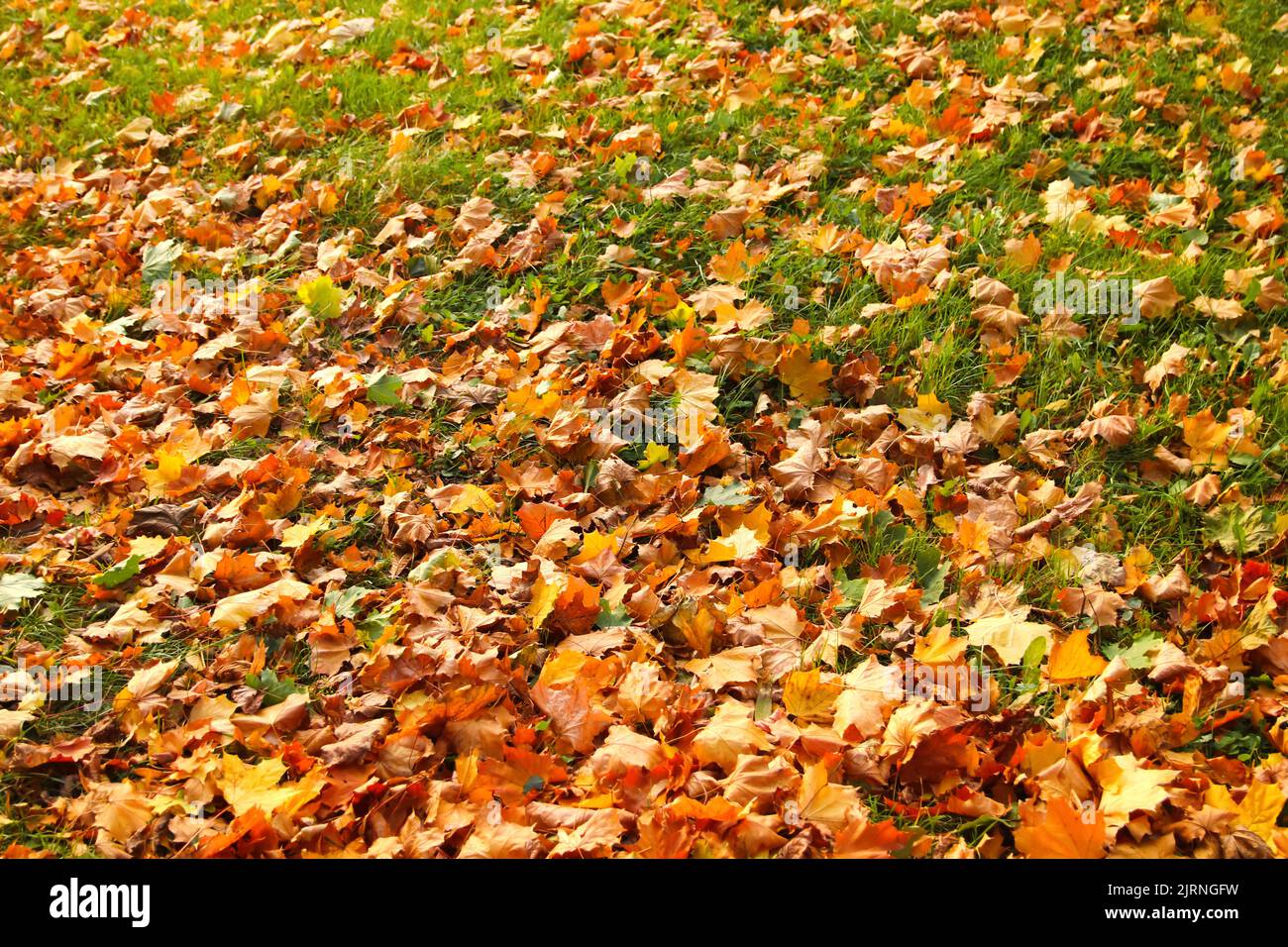 Defocus autumn leaves background. Pathway through the autumn forest ...