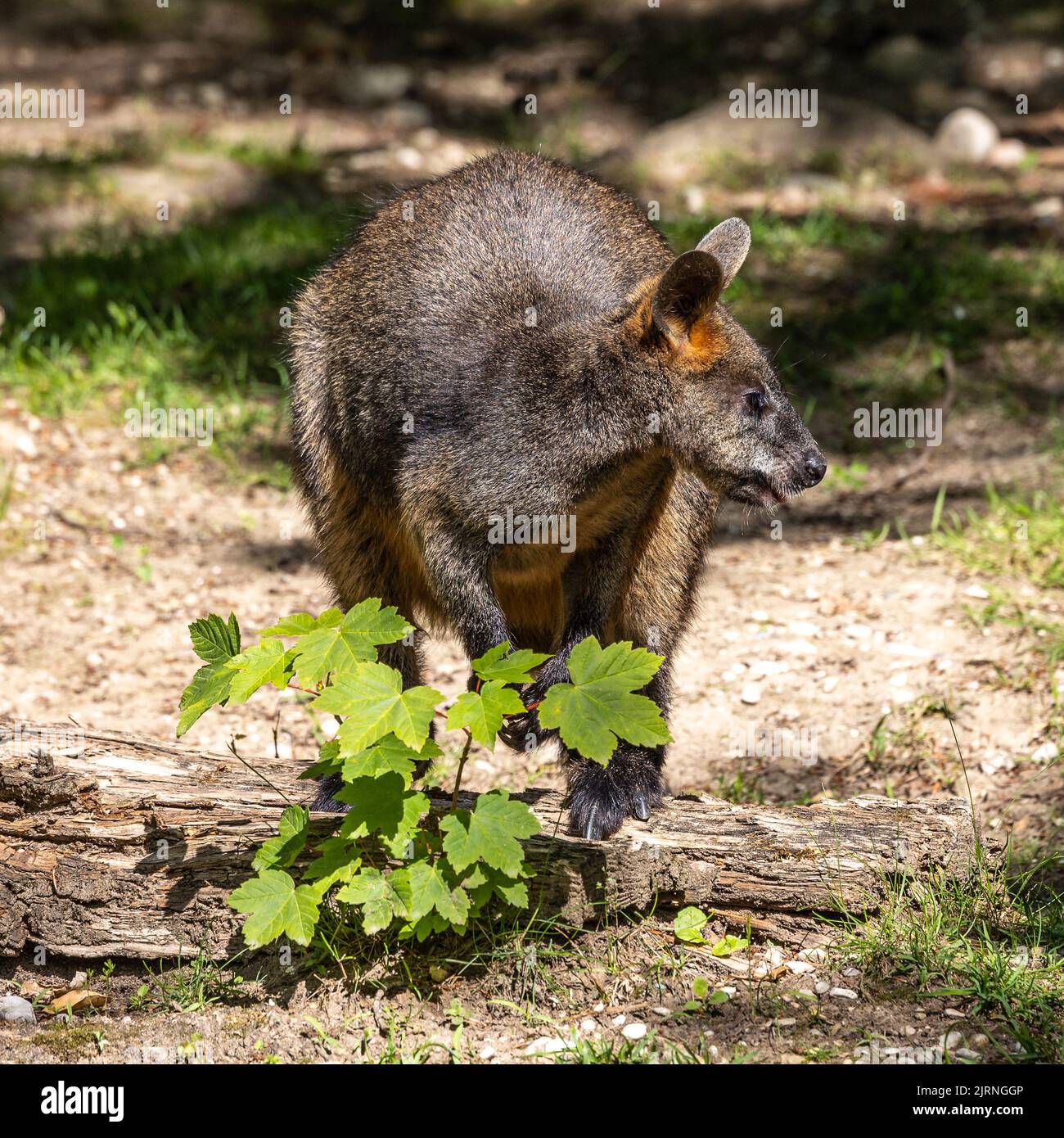 Swamp Wallaby, Wallabia bicolor, is one of the smaller kangaroos. This ...