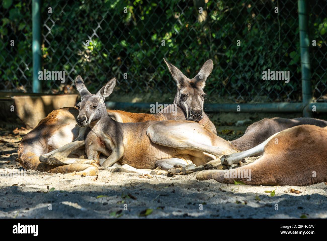 The red kangaroo, Macropus rufus is the largest of all kangaroos, the ...