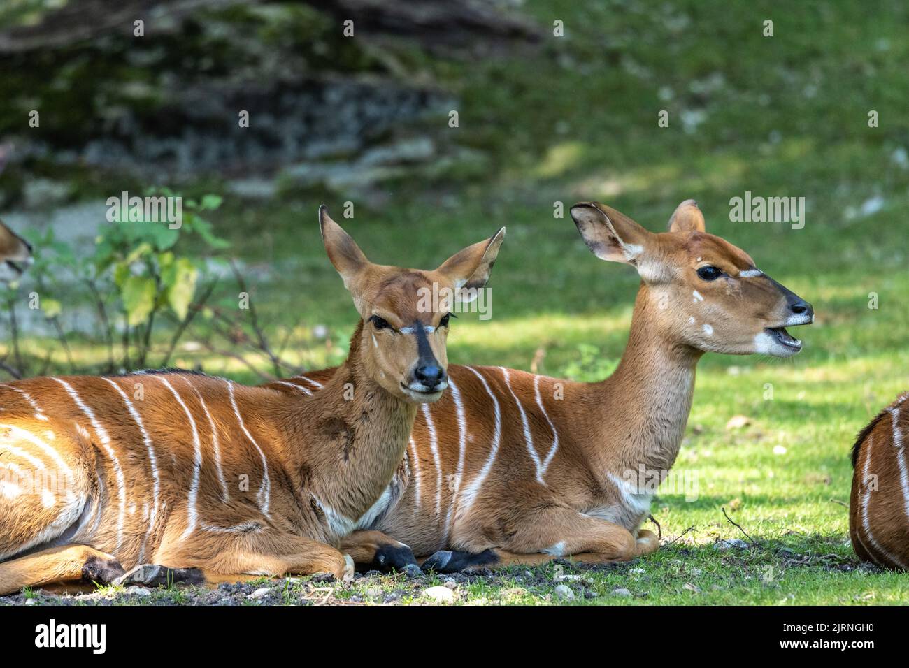 The nyala, Tragelaphus angasii is a spiral-horned antelope native to ...