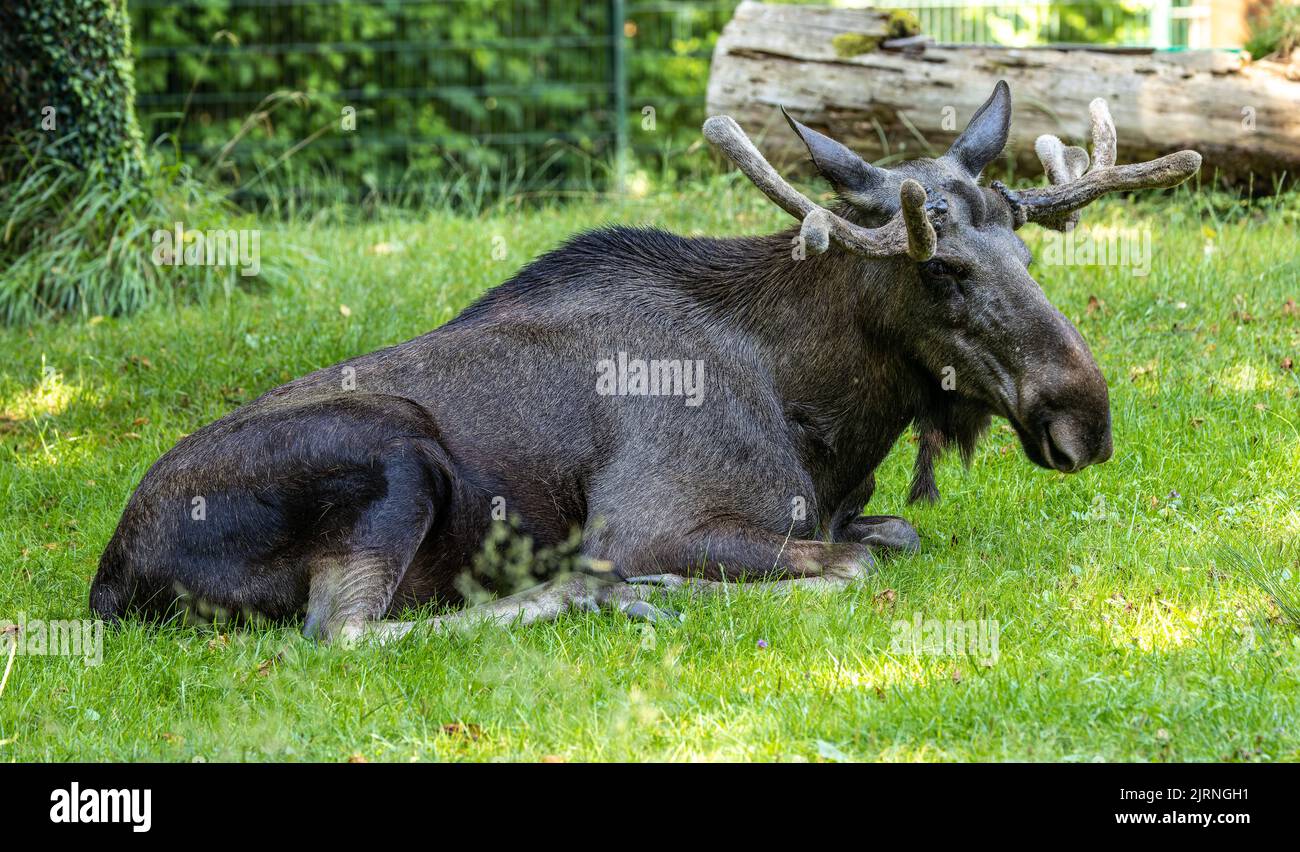 European Moose, Alces alces, also known as the elk. Wild life animal ...