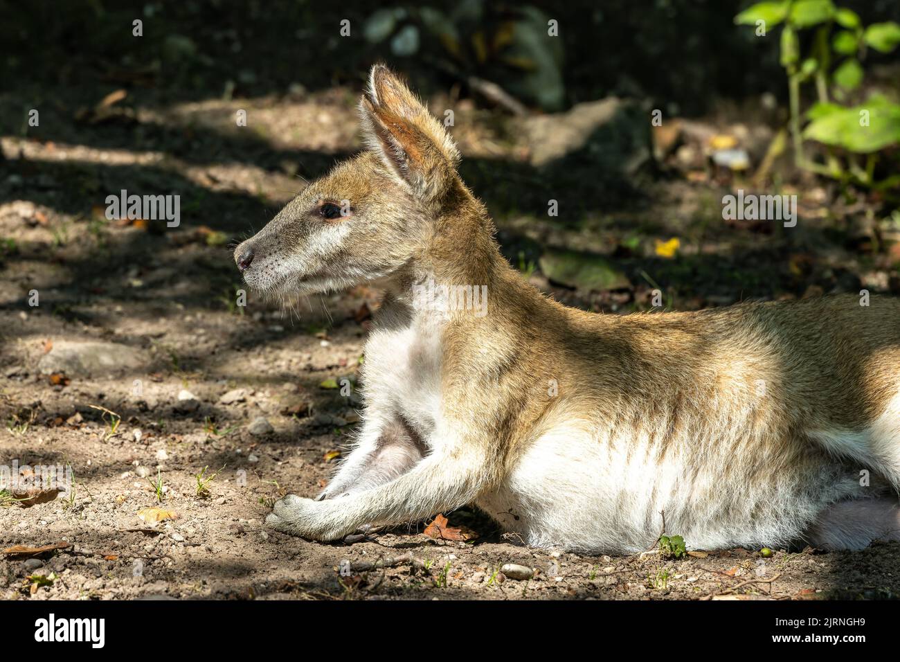 The agile wallaby, Macropus agilis also known as the sandy wallaby is a ...