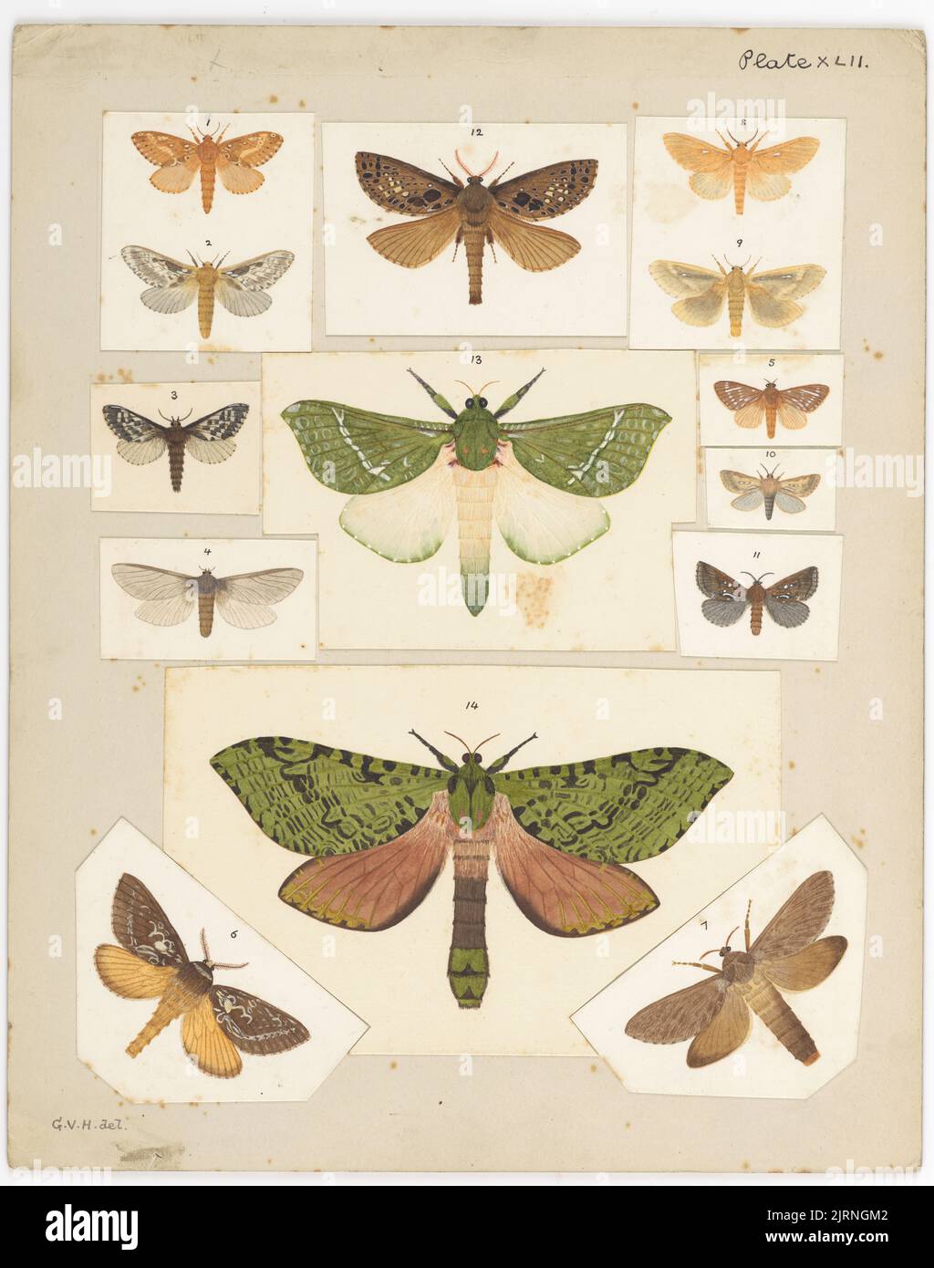 Plate XLII. The butterflies and moths of New Zealand., circa 1927, by ...