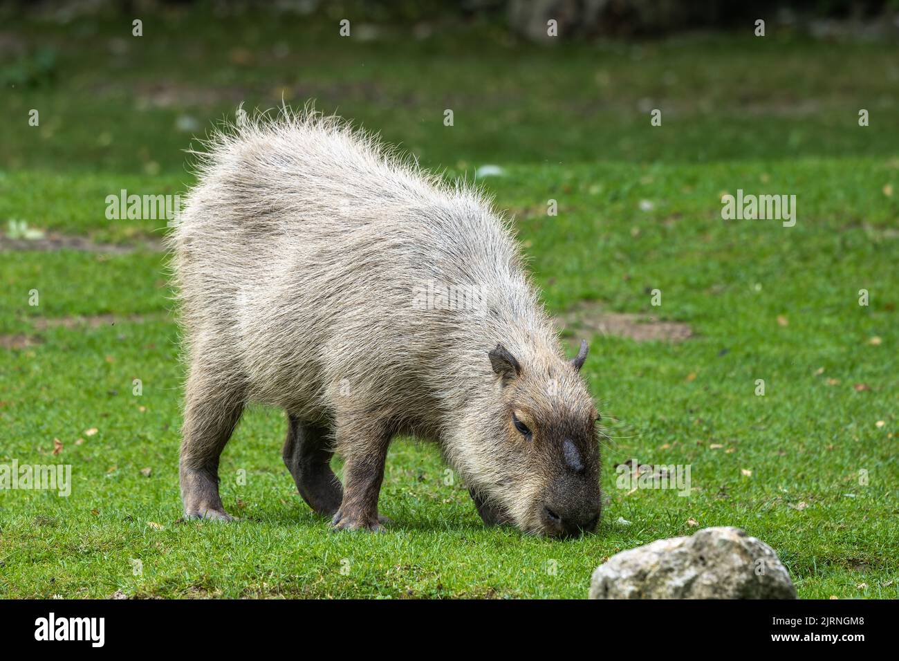 The capybara, Hydrochoerus hydrochaeris is a mammal native to South ...