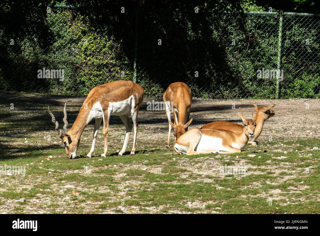 Indian Blackbuck, Antelope cervicapra or Indian antelope. The blackbuck ...