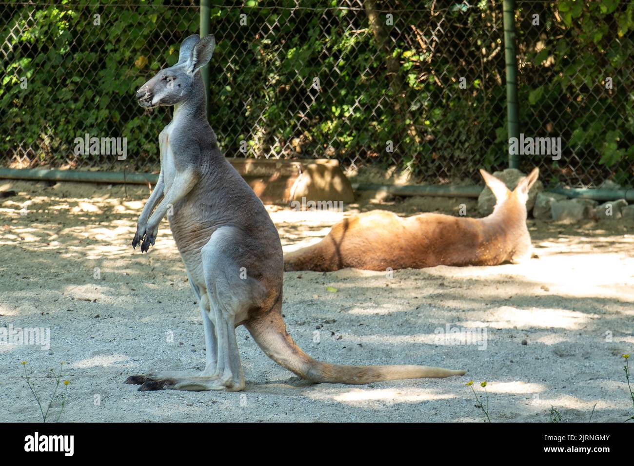 The red kangaroo, Macropus rufus is the largest of all kangaroos, the ...