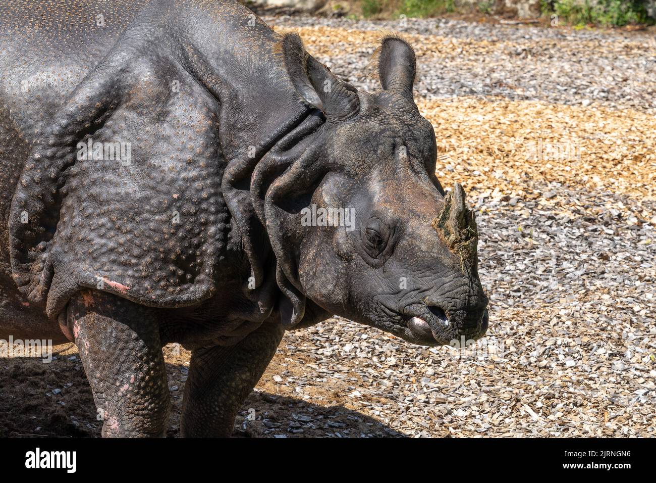 The Indian Rhinoceros, Rhinoceros unicornis is also called Greater One ...