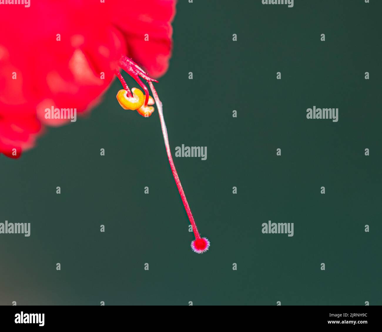 Pollen of a Hibiscus flower Stock Photo - Alamy
