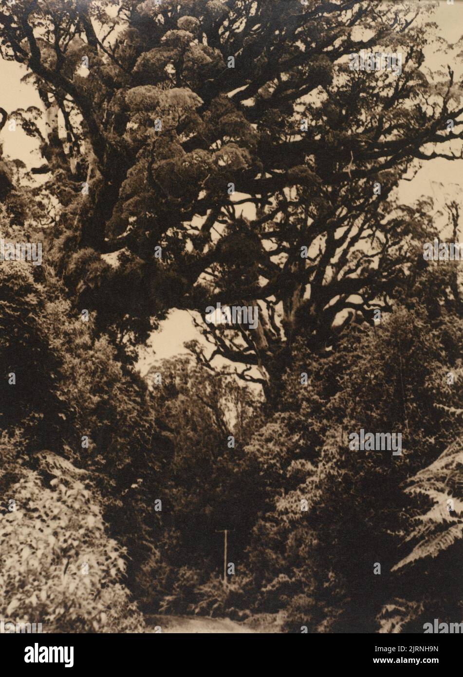 Great Rata trees, foot of North Egmont track , 1920s, Taranaki, by J.W ...