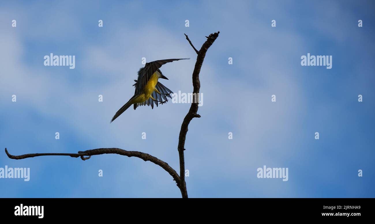 Oriole flying hi-res stock photography and images - Alamy