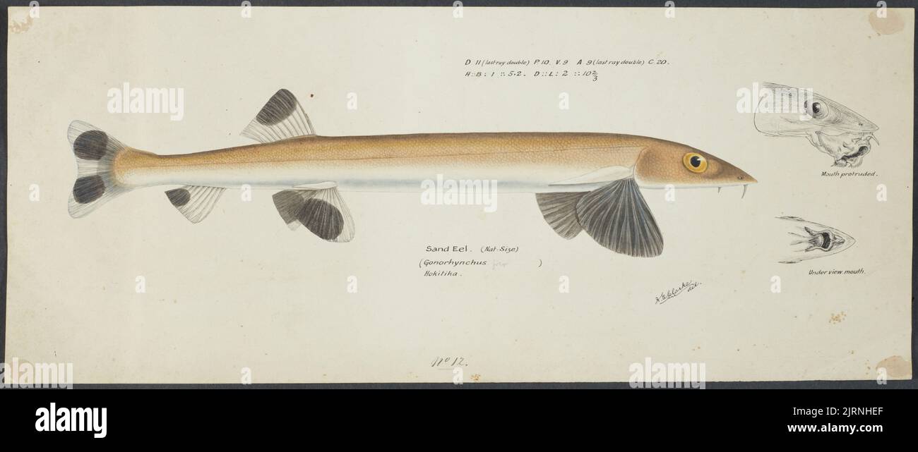 Sand fish gonorynchus fosteri nz hi-res stock photography and images ...