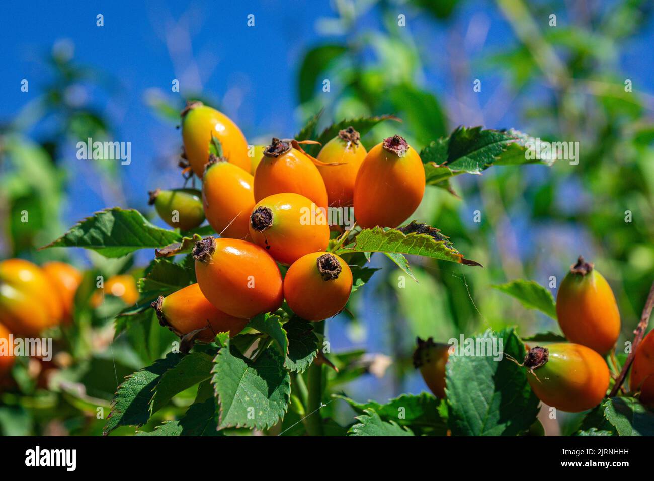 Autumn or summer nature background with rose hips in sunset light. The ...